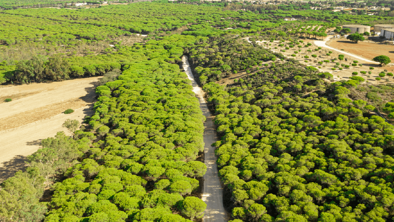 Biochar in Forestry & Land Reclamation: Restoring Ecosystems - BiocharDaily