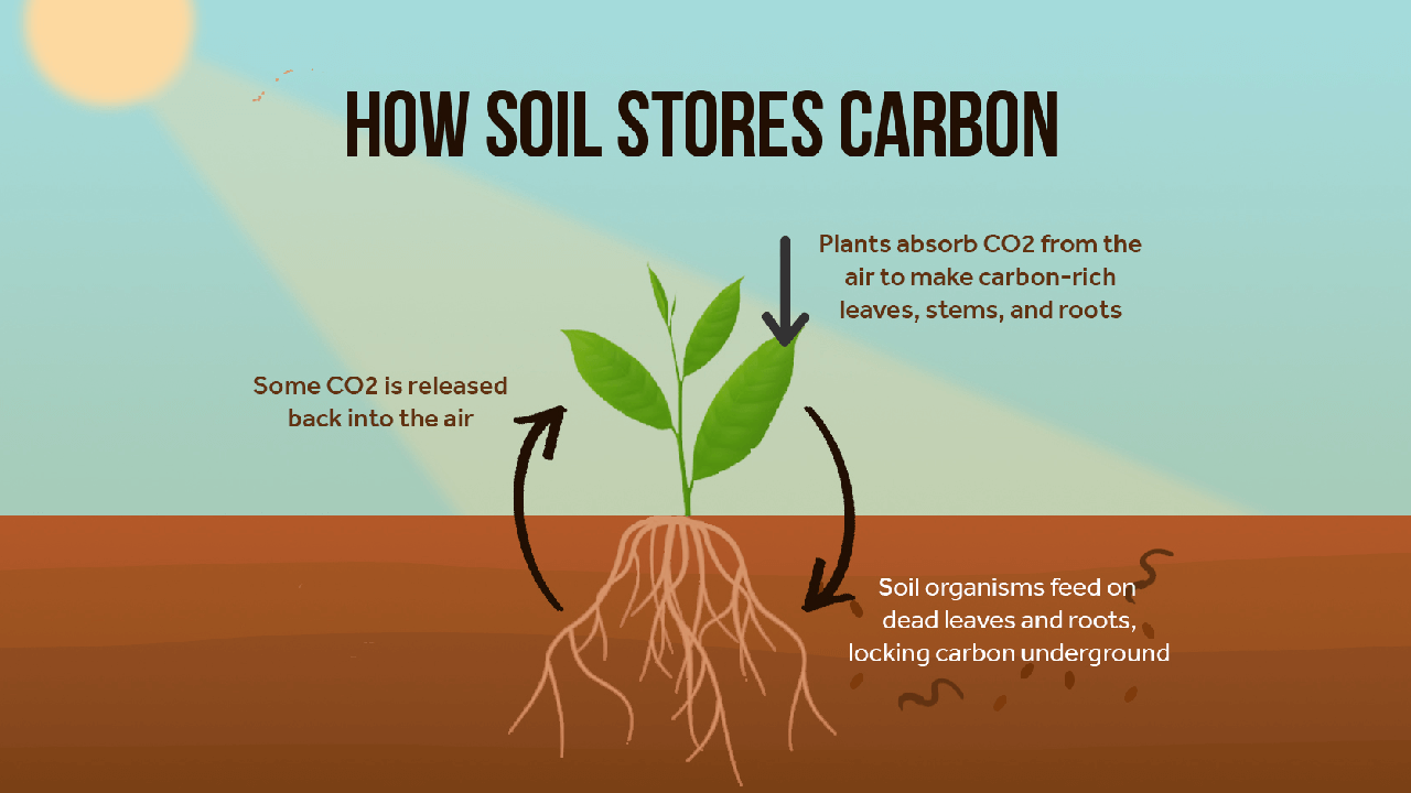Biochar & CO₂ Sequestration Breakthrough - BiocharDaily